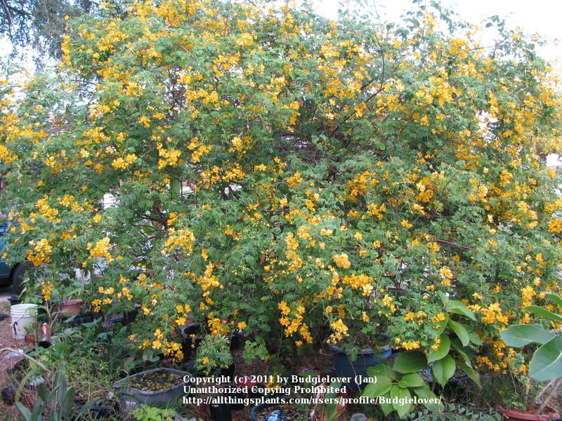 Photo of the entire plant of Christmas Senna (Senna bicapsularis ...