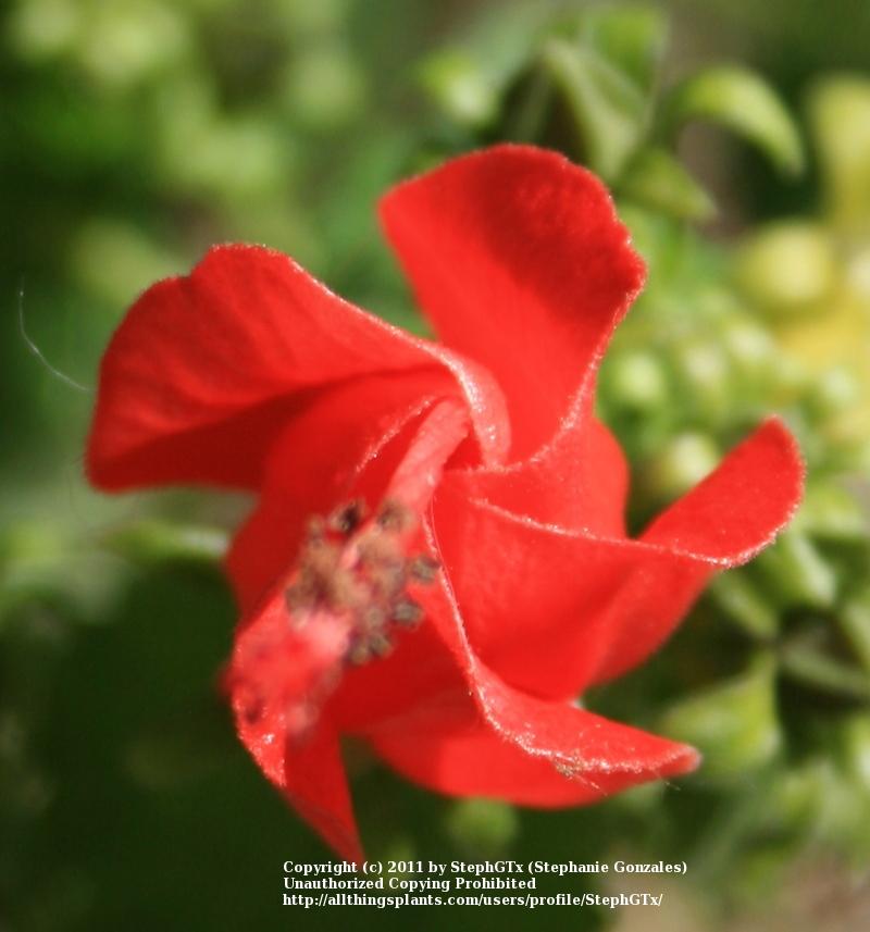 Photo of the bloom of Turk's Cap (Malvaviscus arboreus var. drummondii) posted by StephGTx ...