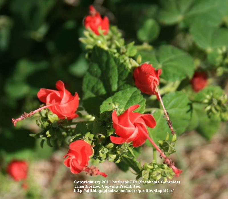 Photo of the bloom of Turk's Cap (Malvaviscus arboreus var. drummondii) posted by StephGTx ...