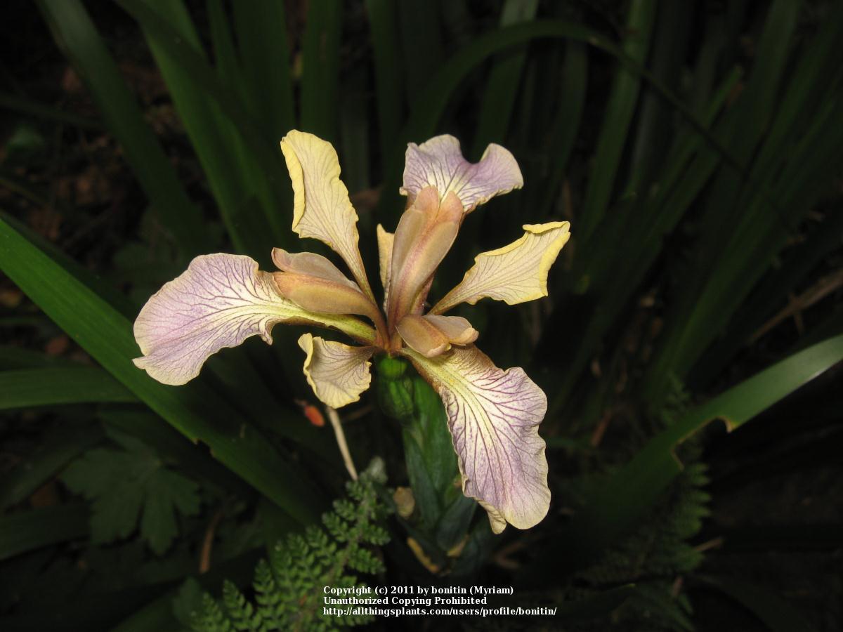 Photo of the bloom of Species Iris (Iris foetidissima) posted by ...