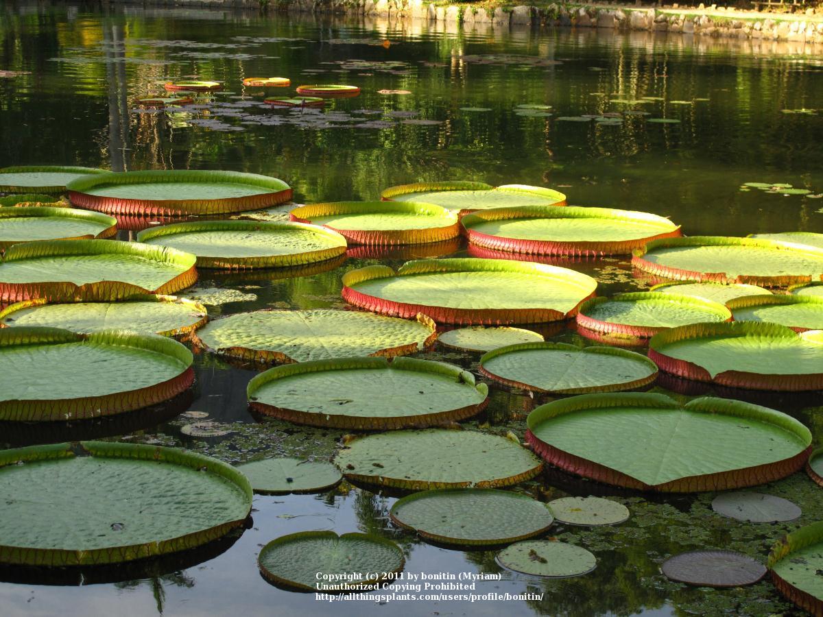 Photo of the entire plant of Victoria Water Lily (Victoria amazonica ...