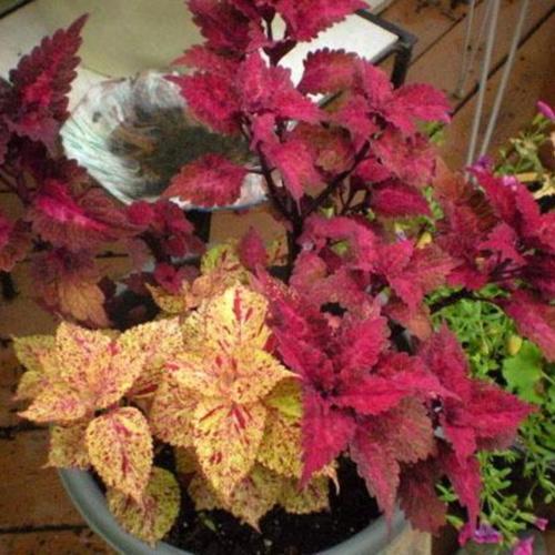 Coleus (Coleus scutellarioides Florida City™ Elfers) in the Coleus ...