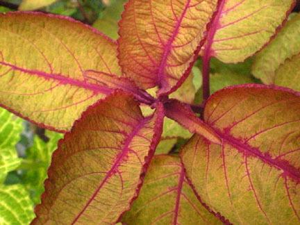 Coleus (Coleus scutellarioides 'The Boss') in the Coleus Database ...