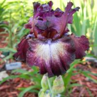 Photo of the bloom of Tall Bearded Iris (Iris 'Psychic Reader') posted by mattsmom - Garden.org