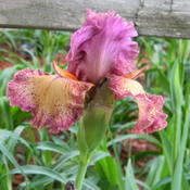 Photo of the bloom of Tall Bearded Iris (Iris 'Rock Star') posted by ...