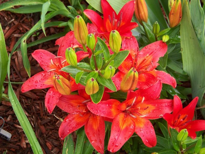 Photo of the entire plant of Lily (Lilium 'Matrix') posted by mattsmom ...