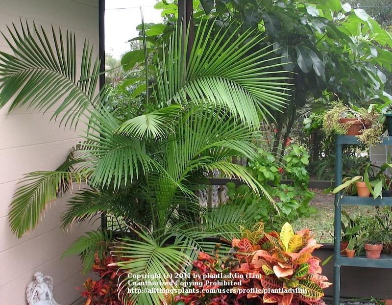 Photo of the entire plant of Dwarf Majesty Palm (Ravenea hildebrandtii ...
