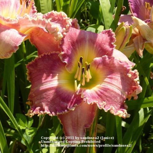 Daylily (Hemerocallis 'Northern Fancy') in the Daylilies Database - Garden.org