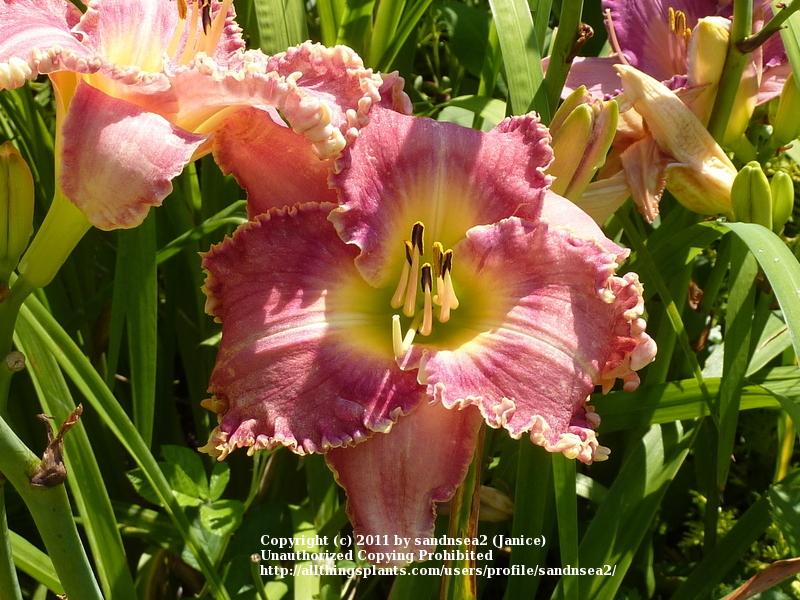 Daylily (Hemerocallis 'Northern Fancy') in the Daylilies Database - Garden.org