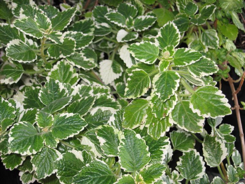 Photo of the entire plant of Variegated Mintleaf (Plectranthus ...