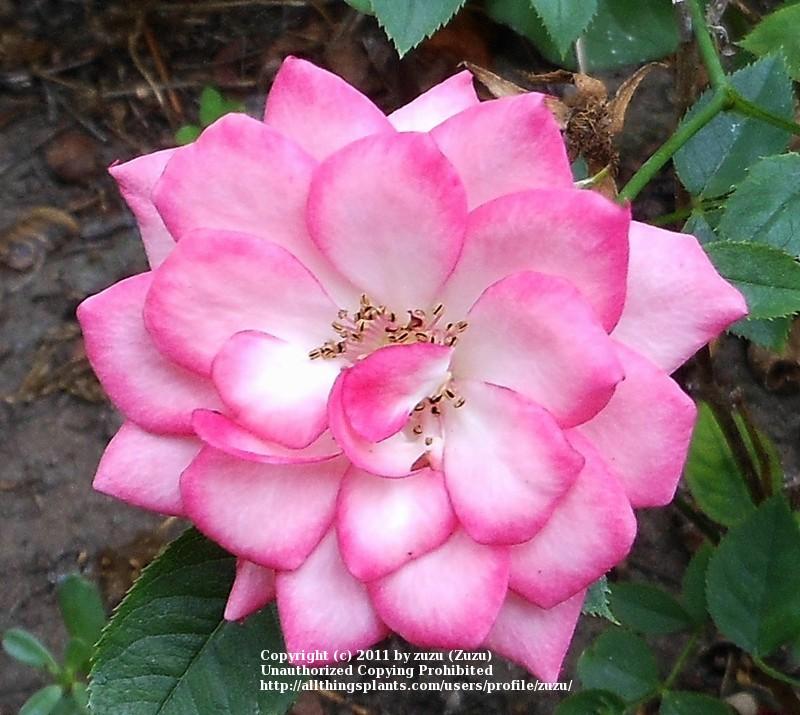 Rose (Rosa 'Fair Dinkum') in the Roses Database - Garden.org