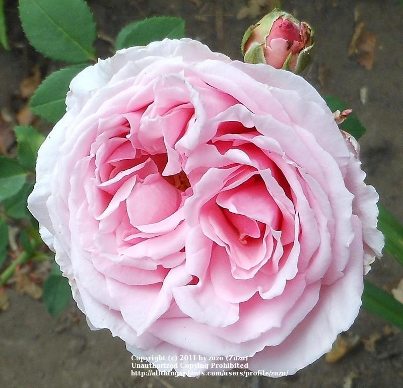 Rose (Rosa 'Madame Abel Chatenay') in the Roses Database - Garden.org