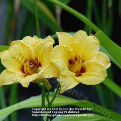 Daylily (Hemerocallis 'Siloam June Bug') in the Daylilies Database ...