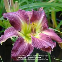 Photo of the bloom of Daylily (Hemerocallis 'Damsel in Distress ...