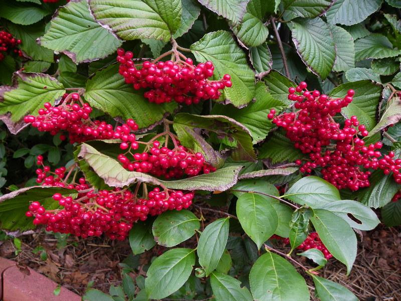 Photo of the fruit of Linden Arrowwood (Viburnum dilatatum Cardinal ...