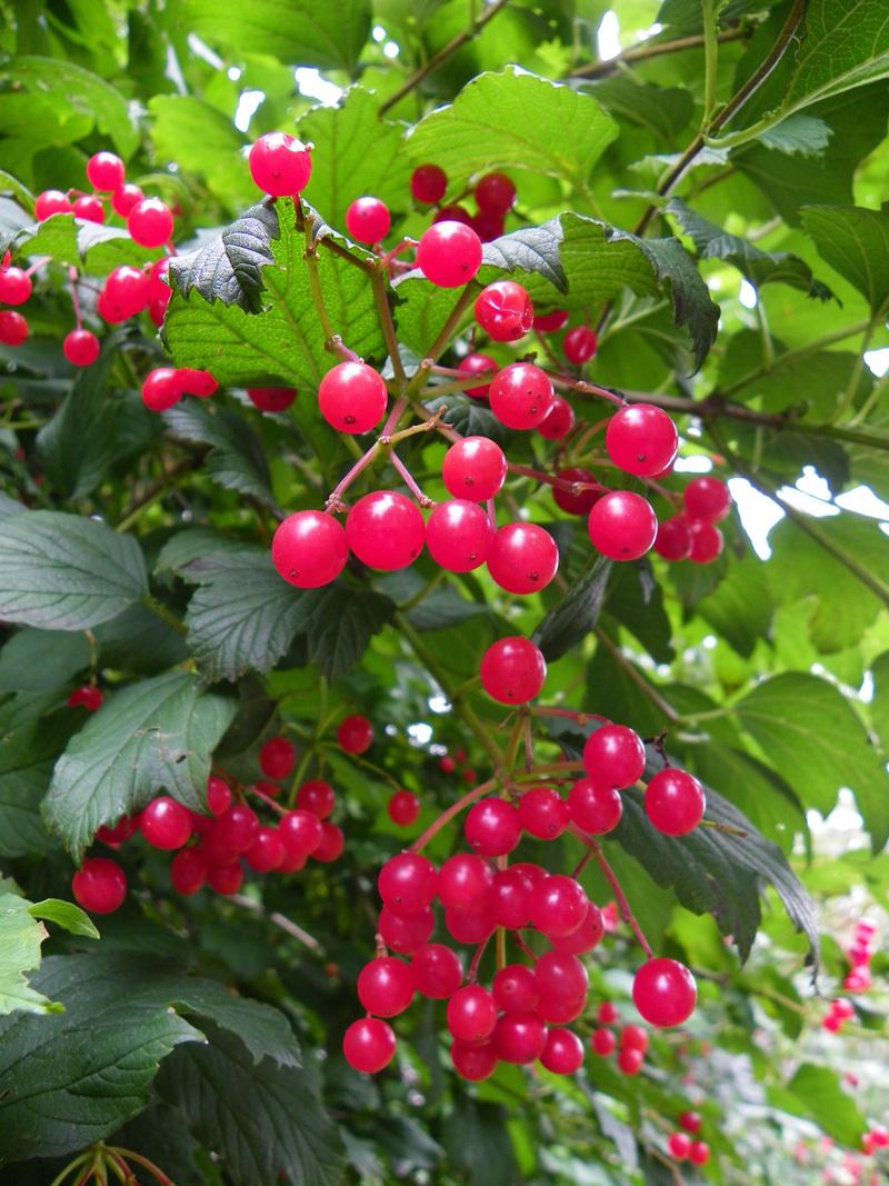 Viburnums: Plant Care and Collection of Varieties - Garden.org