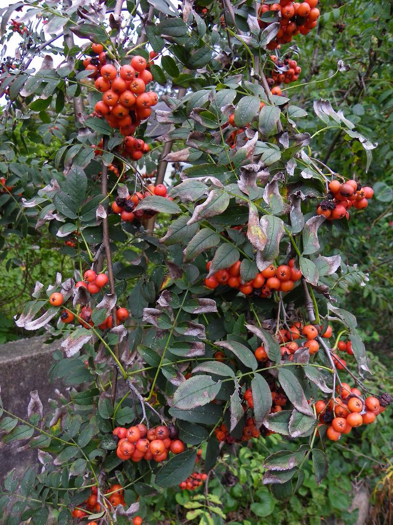 Photo of the fruit of American Mountain Ash (Sorbus americana) posted ...