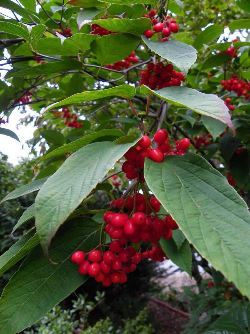 Viburnums: Plant Care and Collection of Varieties - Garden.org