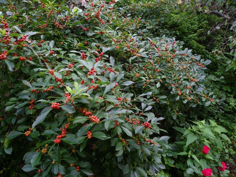 Photo of the entire plant of Winterberry Holly (Ilex verticillata 'Red ...
