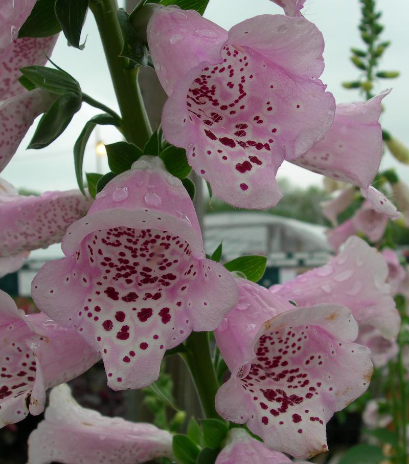 Foxgloves: Plant Care and Collection of Varieties - Garden.org