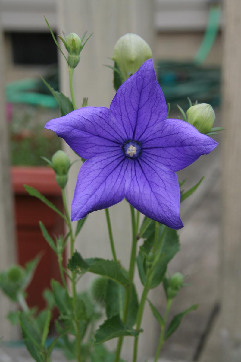 Photo of the bloom of Balloon Flower (Platycodon grandiflorus 'Fuji ...