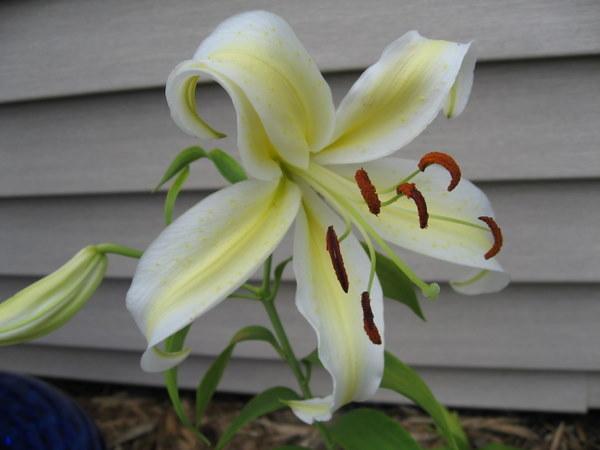 Lily (Lilium 'Sunny Day') in the Lilies Database - Garden.org