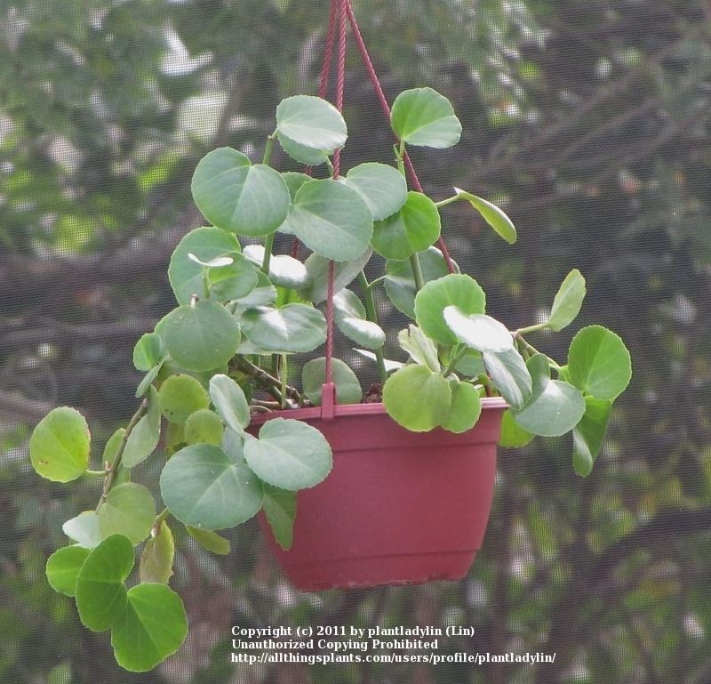 Photo of the entire plant of Peruvian Grape Ivy (Cissus rotundifolia ...