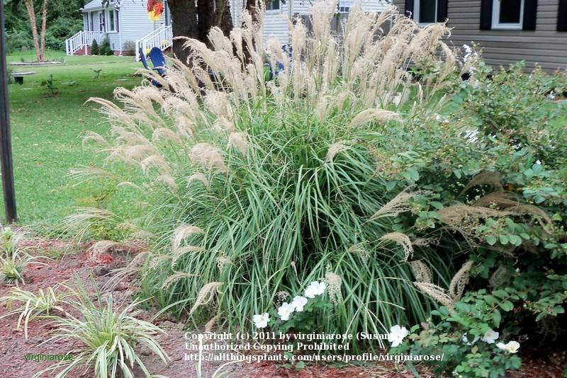 Dwarf Maiden Grass (Miscanthus sinensis 'Yaku Jima') - Garden.org