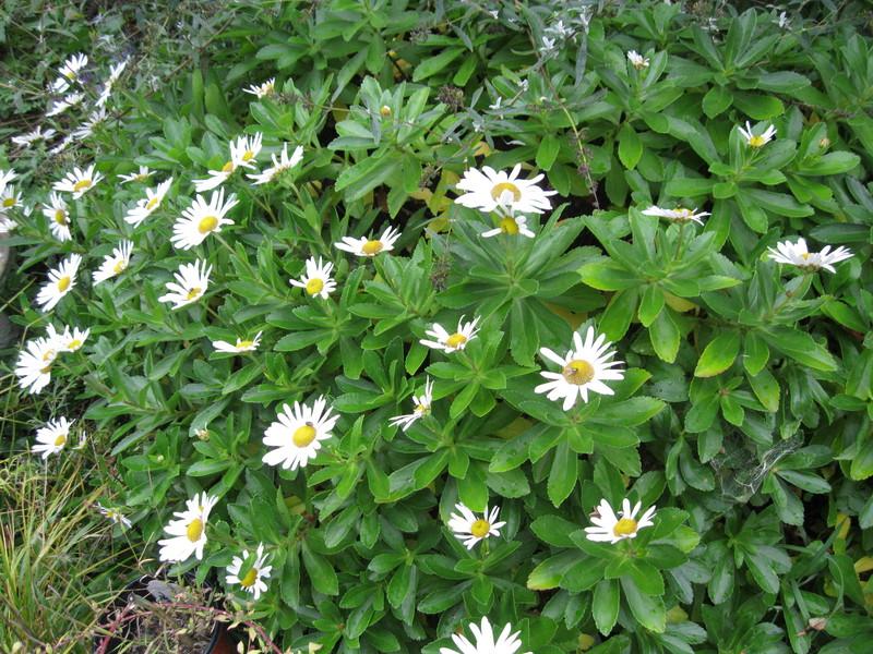 Photo of the bloom of Montauk Daisy (Nipponanthemum nipponicum) posted ...