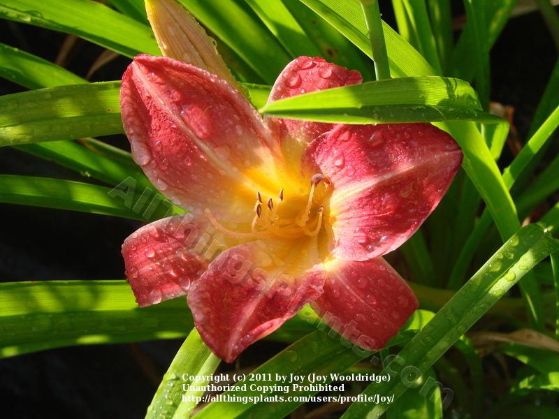 Photo of the bloom of Daylily (Hemerocallis 'Cherry Cheeks') posted by ...