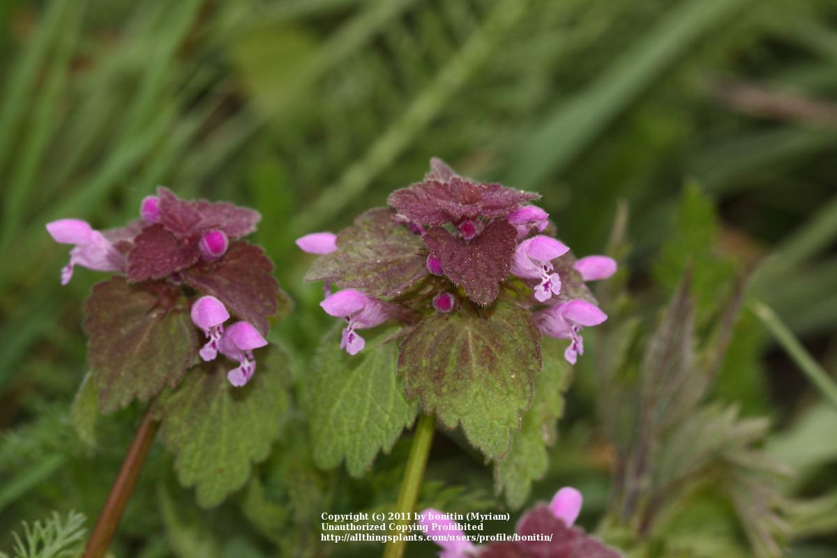 Dead Nettles: Plant Care and Collection of Varieties - Garden.org