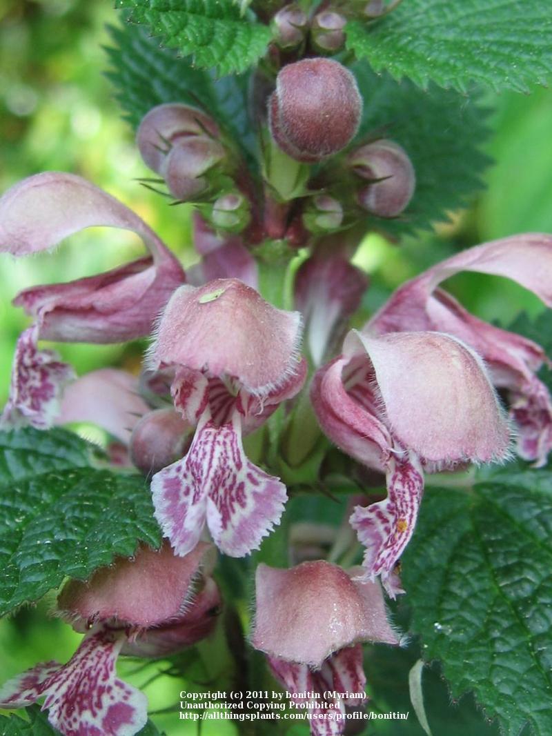 Dead Nettles: Plant Care and Collection of Varieties - Garden.org