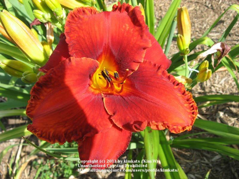Photo of the bloom of Daylily (Hemerocallis 'Apache War Dance') posted by kimkats - Garden.org