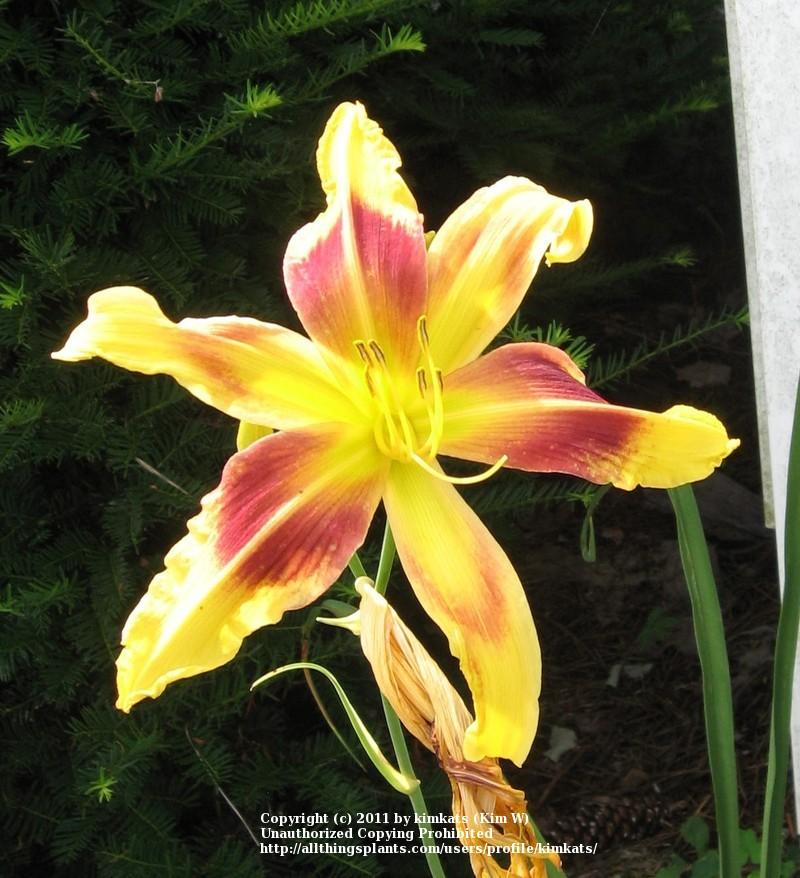 Photo of the bloom of Daylily (Hemerocallis 'Lady Neva') posted by kimkats - Garden.org