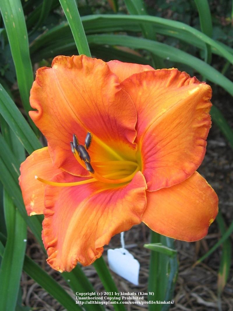Photo of the bloom of Daylily (Hemerocallis 'Tropical Heat Wave') posted by kimkats - Garden.org