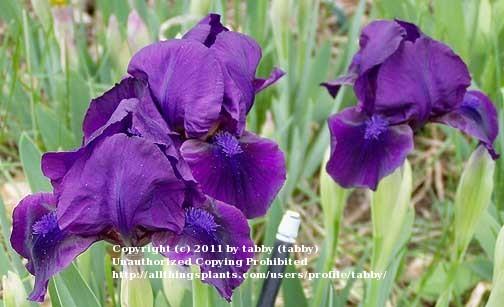 Standard Dwarf Bearded Iris (Iris 'Pirate's Patch') in the Irises ...