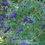 Photo of the bloom of Butterfly Bush (Buddleja davidii English ...