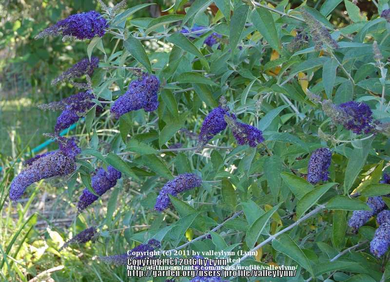 Photo of the bloom of Butterfly Bush (Buddleja davidii English ...
