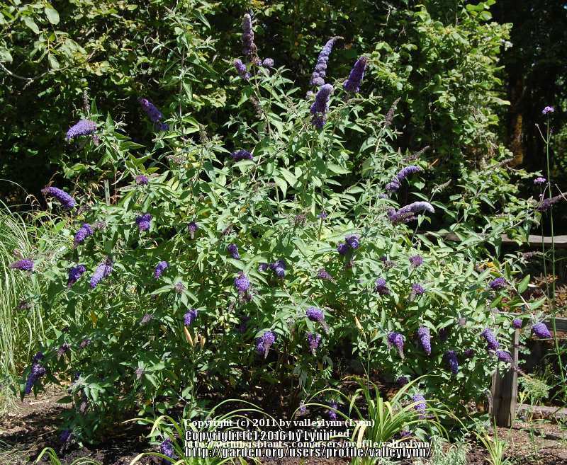 Photo of the entire plant of Butterfly Bush (Buddleja davidii English ...