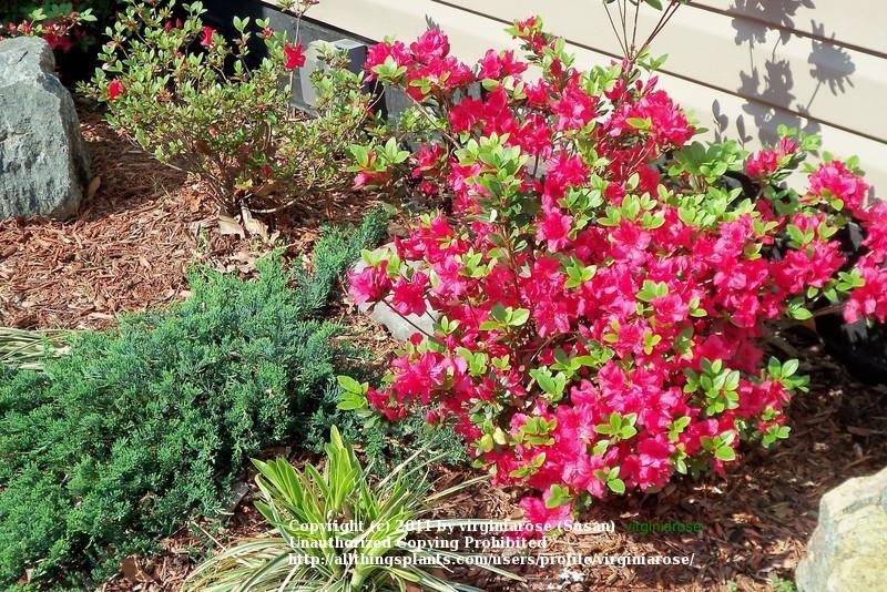 Photo of the entire plant of Azalea (Rhododendron 'Johanna') posted by ...