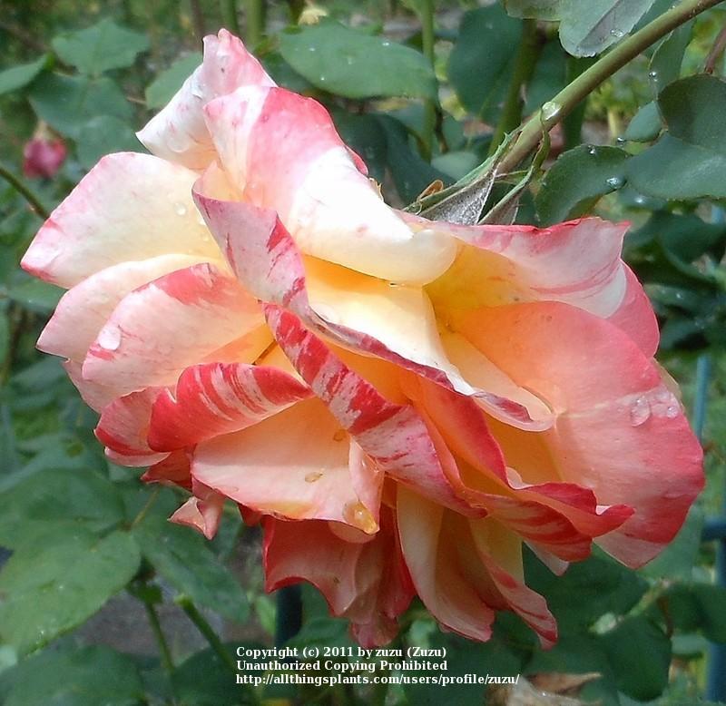 Just for fun -- upside-down roses in the Roses forum - Garden.org