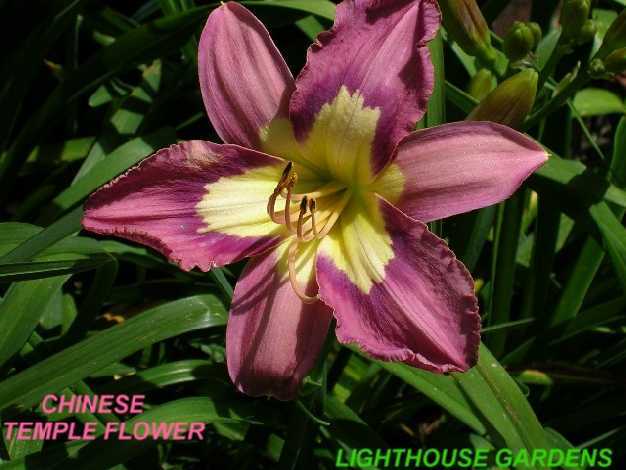 Daylily (Hemerocallis 'Chinese Temple Flower') in the Daylilies ...