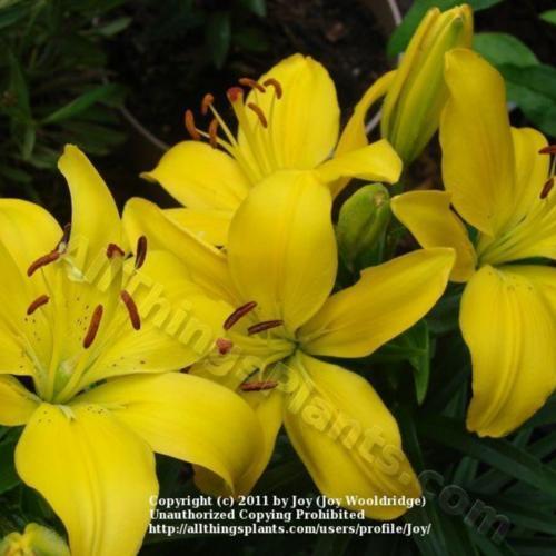 Lily (Lilium 'Butter Pixie') in the Lilies Database - Garden.org