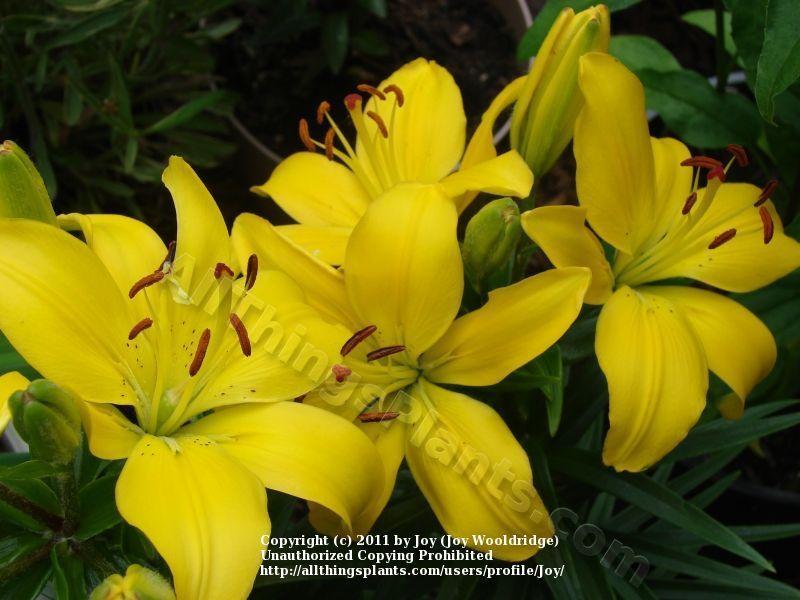 Lily (Lilium 'Butter Pixie') in the Lilies Database - Garden.org
