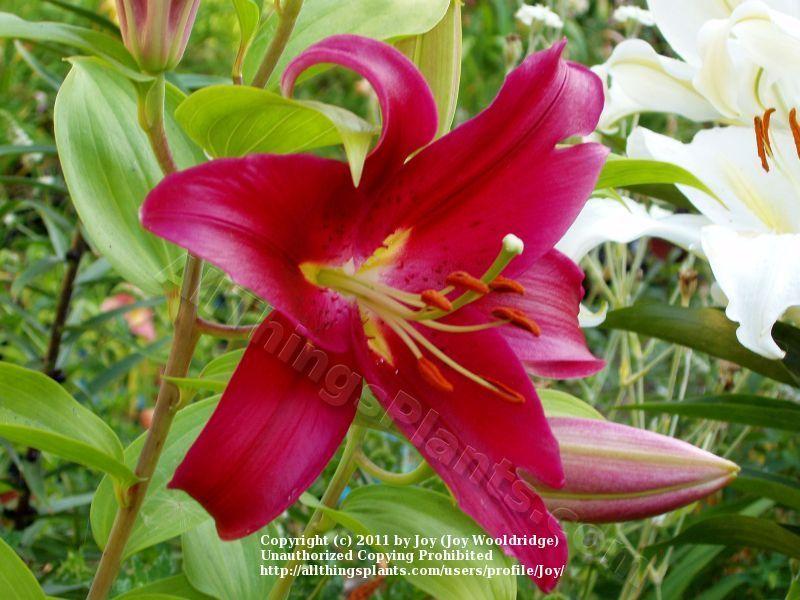Photo of the bloom of Lily (Lilium 'Arabian Red') posted by joy ...