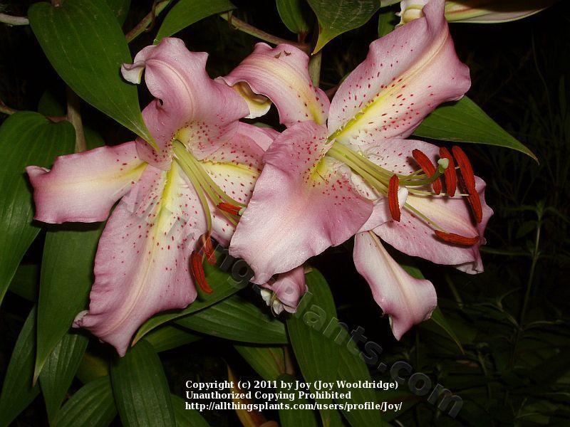 Photo of the bloom of Lily (Lilium Pandora) posted by joy - Garden.org