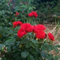 Photo of the entire plant of Rose (Rosa 'Trumpeter') posted by ...