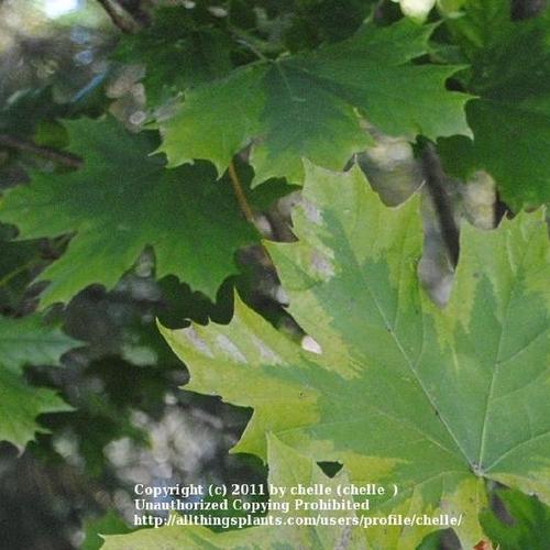 Variegated Norway Maple (Acer platanoides 'Aureo-marginatum') - Garden.org