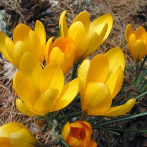 Dutch Crocus (Crocus 'Yellow Mammoth') in the Crocus Database - Garden.org