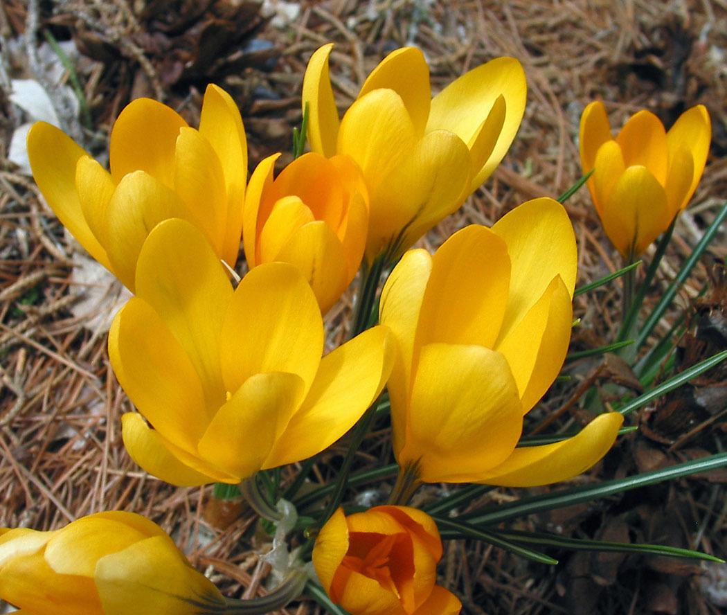 Crocus: Plant Care and Collection of Varieties - Garden.org